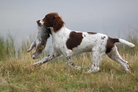 Accueil - Elevage du plateau des capucins - eleveur de chiens English ...